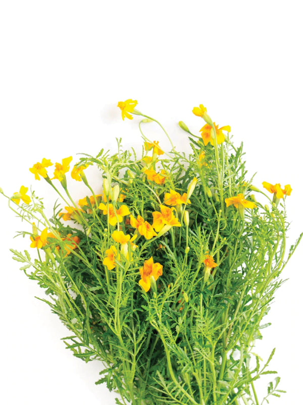 Piccolo- Starfire Mix Marigold 300 seeds (Tagetes tenuifolia) - Gently ...