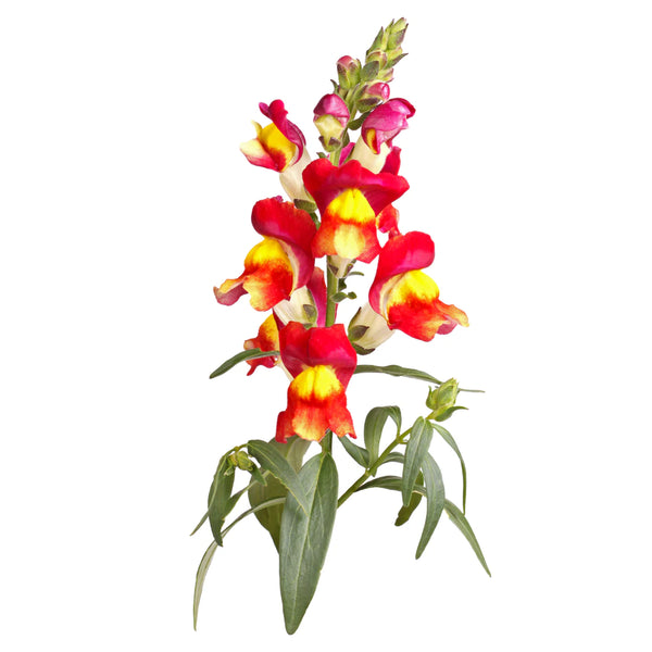 Piccolo- Brighton Rock Dragon 1500 seeds (Antirrhinum Majus) - Gently ...