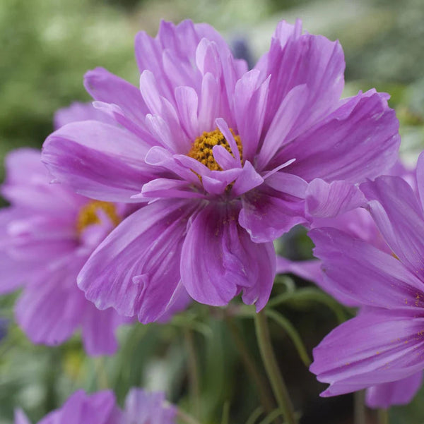 Cosmos ‘Fizzy Pink’ Seeds - Gently Elephant
